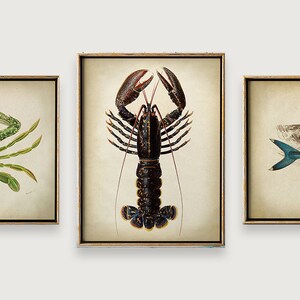 Sea Life Print SET 3 Poster, Crab Poster, Lobster Print, Stripped Fish ...