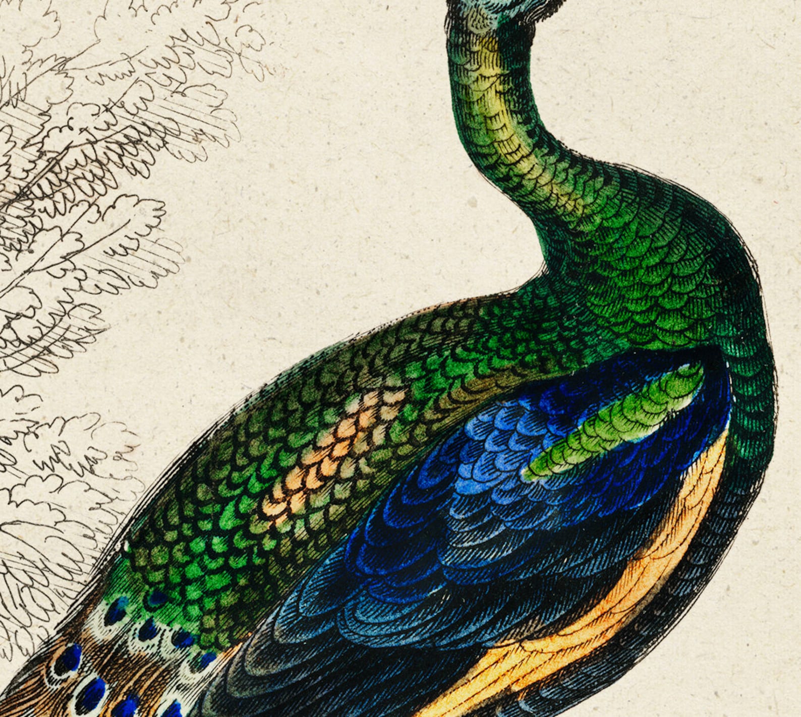 Peacock Art Print Male Peafowl Drawing Turkey Elegant Big - Etsy