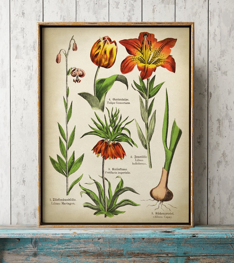 BOTANICAL Print SET of 6 Art Prints Medicinal Plants - Etsy