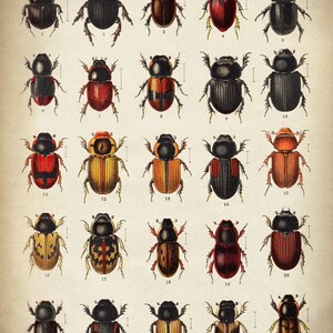 INSECT PRINT SET of 2, Insect Poster, Beetle Set, Beetle Prints ...