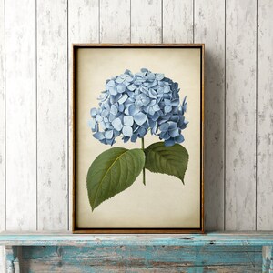 Blue Hydrangea Art Print, Hydrangea Poster, Hydrangea Print, Rustic ...