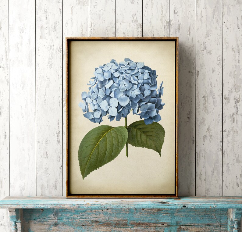 Blue Hydrangea Art Print Hydrangea Poster Hydrangea Print - Etsy