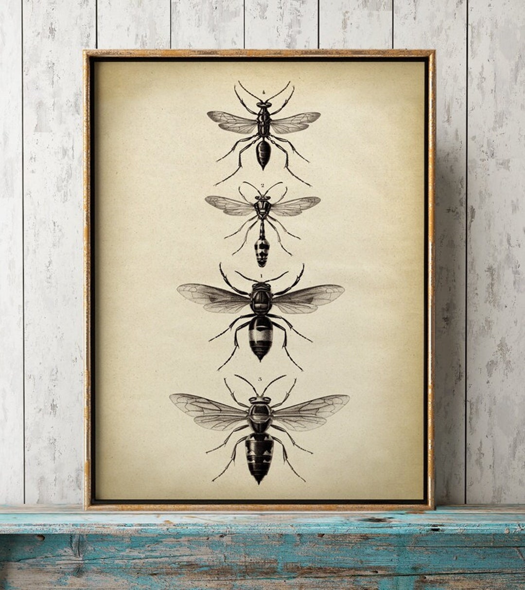 Insects Print, Insect Poster, Bee Print, Wasp Poster, Fly Insects Chart ...