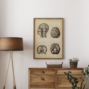 Brain Anatomy POSTER Brain Chart Scientific Illustration | Etsy