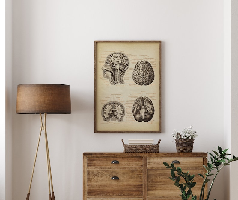 Brain Anatomy POSTER Brain Chart Scientific Illustration | Etsy