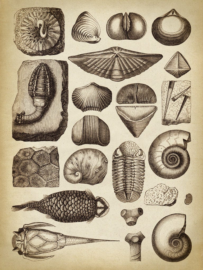 FOSSIL Print Set of 3 Mineral Vegetable and Animal Fossil - Etsy