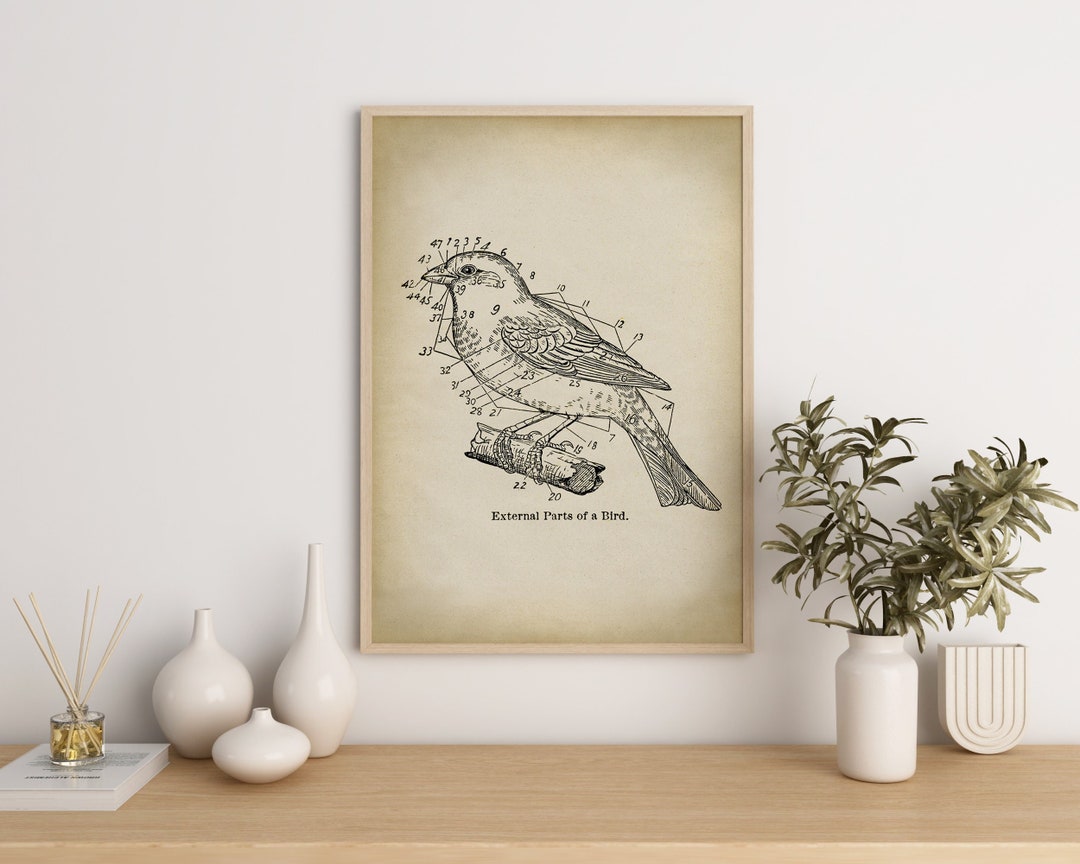 Scientific Bird Print, Bird Chart Art, Ornithology, Bird Diagram, Bird ...