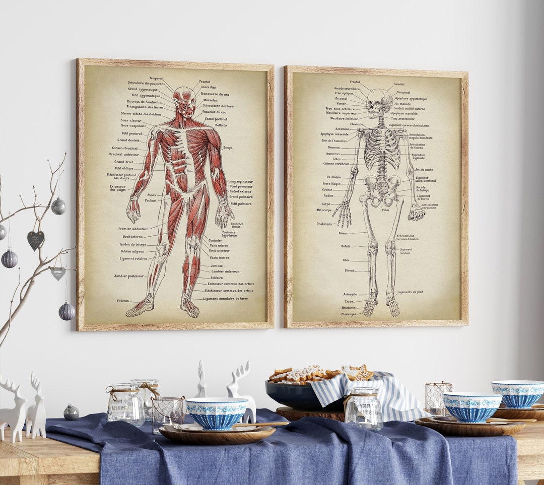 Anatomy Print SET of 2, Anatomical Poster, Muscles and Skeleton, Chart ...