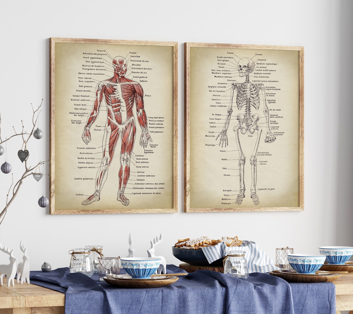 Anatomy Print SET of 2 Anatomical Poster Muscles and | Etsy