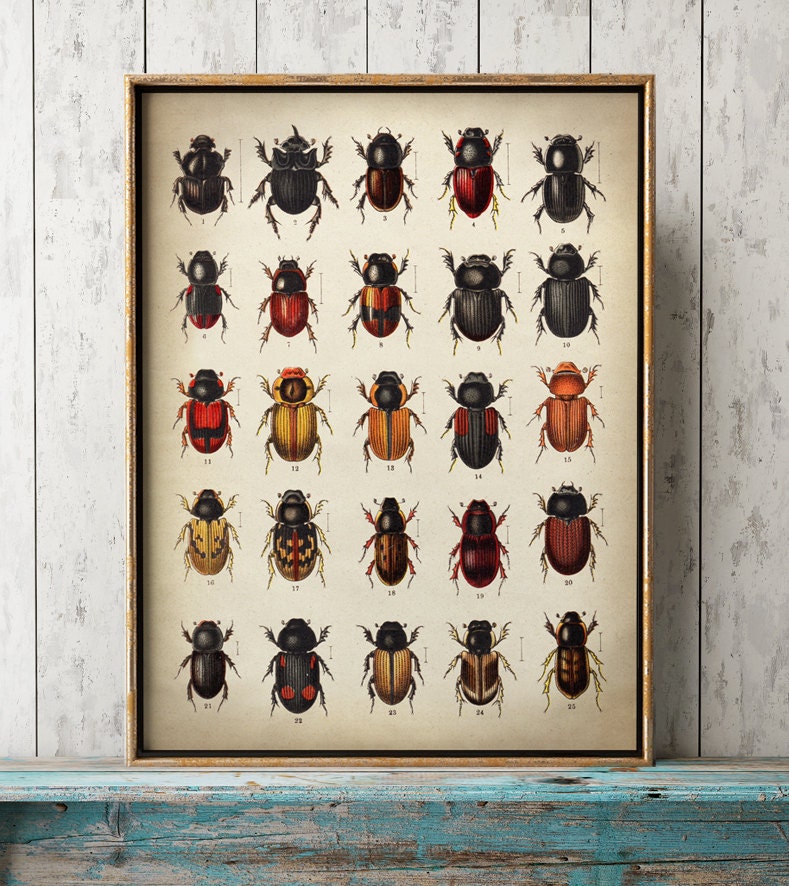BEETLE INSECT PRINT set of 3 beetle posters Insect print | Etsy