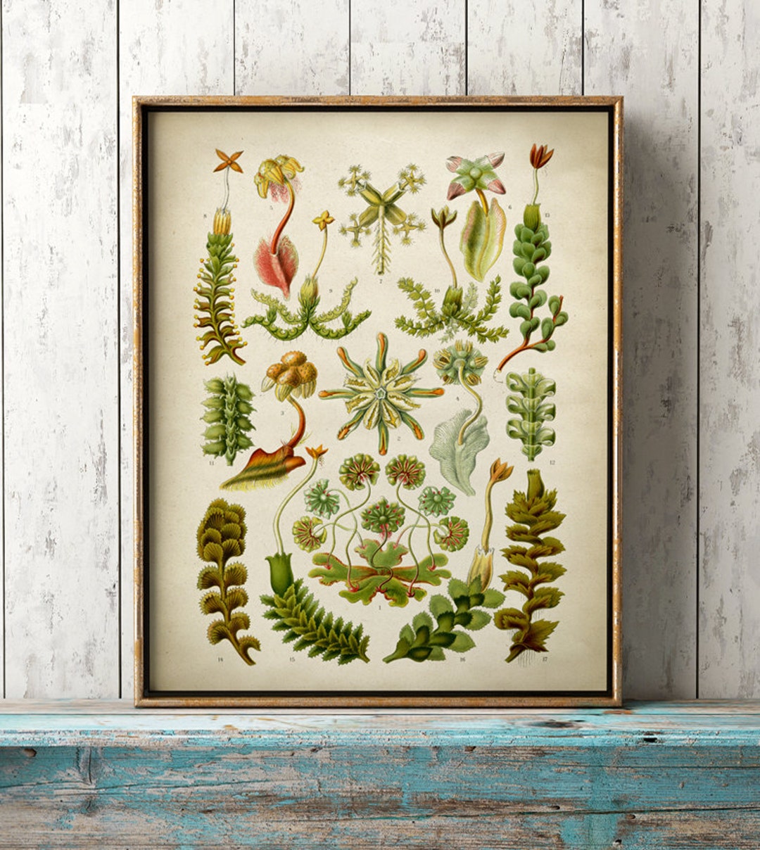 Algae Print, Algae Poster, Seaweed Print, Algae Wall Decor, Marine ...