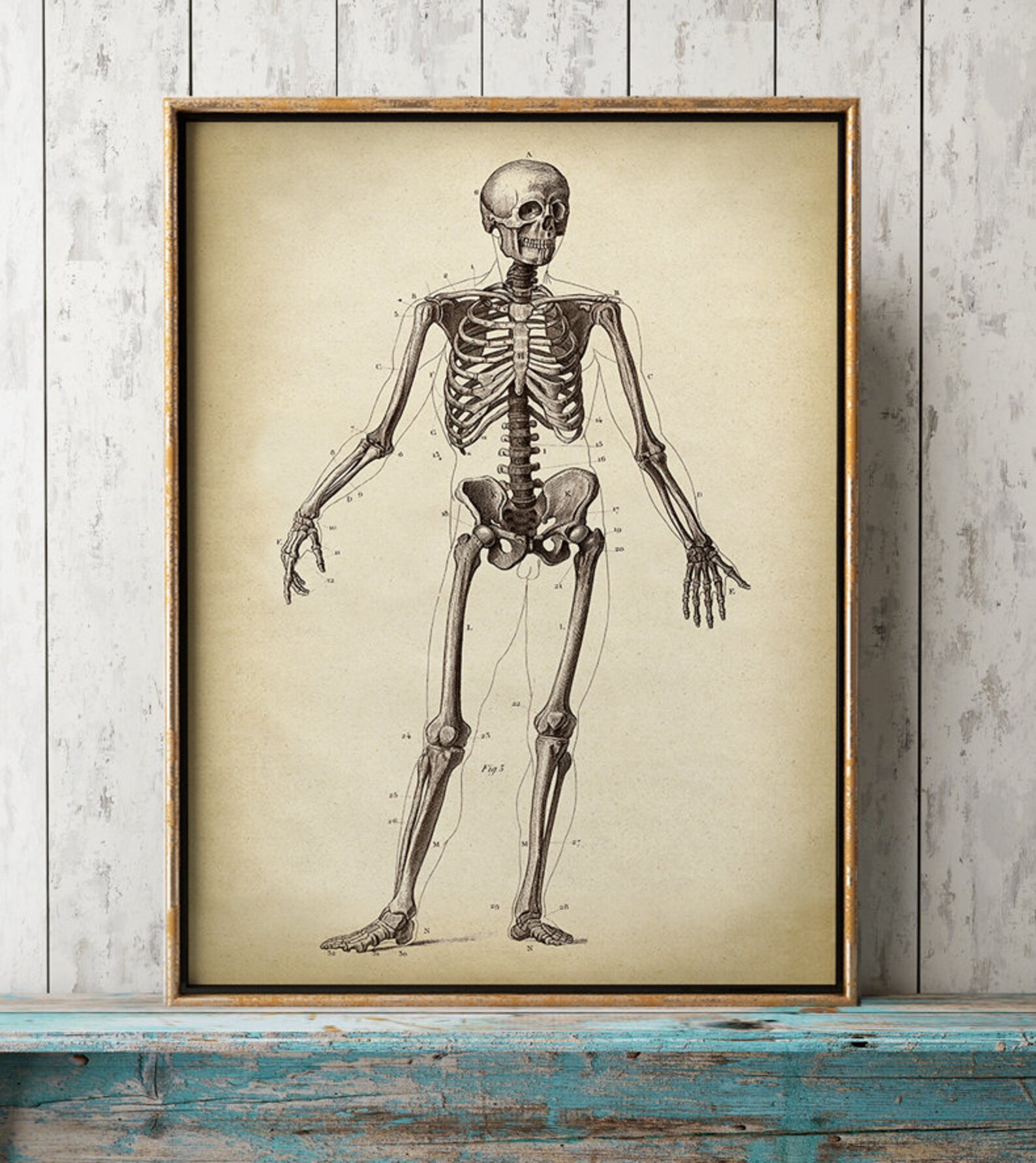 ANATOMY Print Set of 6 Art Prints Skeleton and Muscles | Etsy