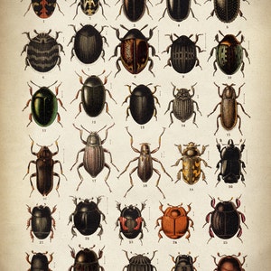 INSECT PRINT SET of 2, Insect Poster, Beetle Set, Beetle Prints ...