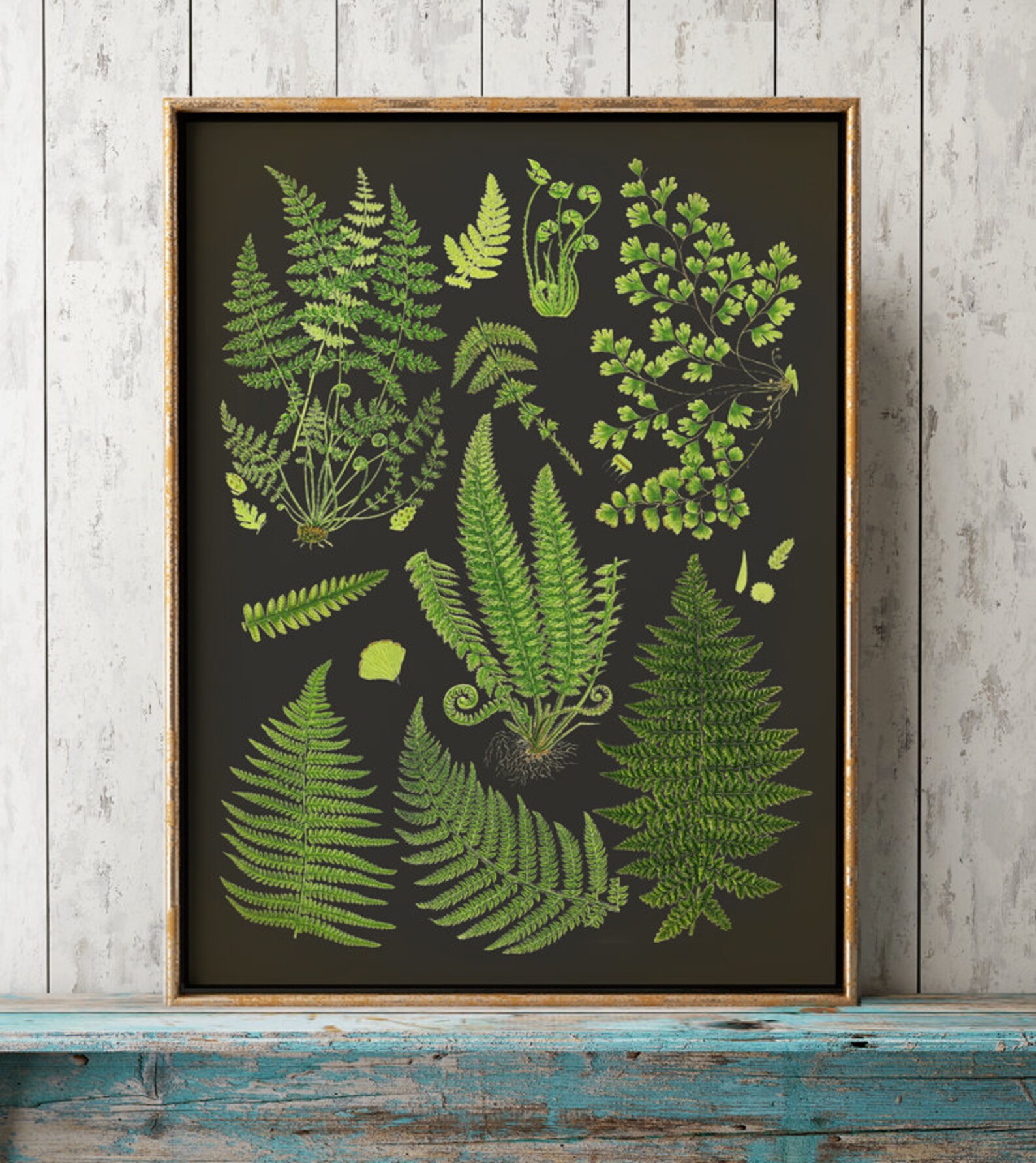 Botanical Fern Print. Scientific illustration Fern poster | Etsy