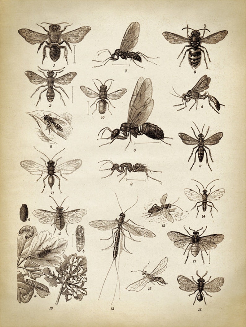 Insects print Insect poster Study of insects chart fly | Etsy