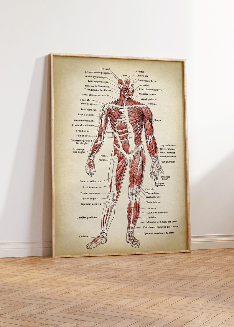 Anatomy Print SET of 3 Anatomical Poster Muscles and - Etsy