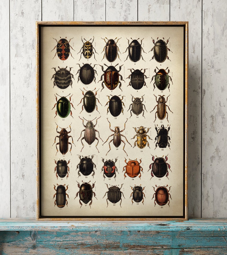 BEETLE INSECT PRINT Set of 3 Beetle Posters Insect Print - Etsy