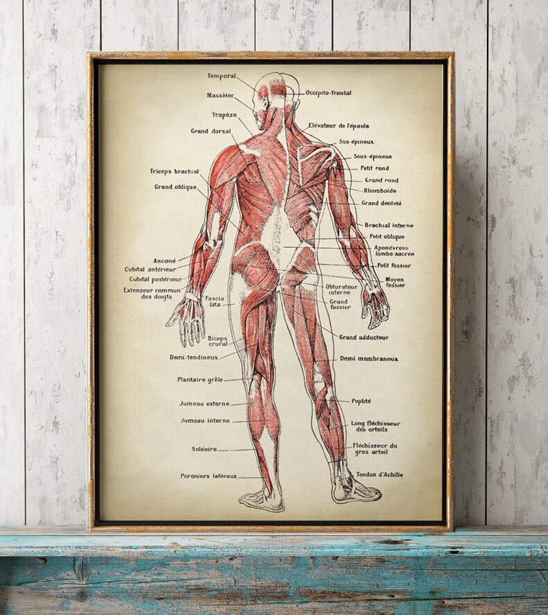 Anatomy Print SET of 2 Anatomical Poster Muscular System | Etsy