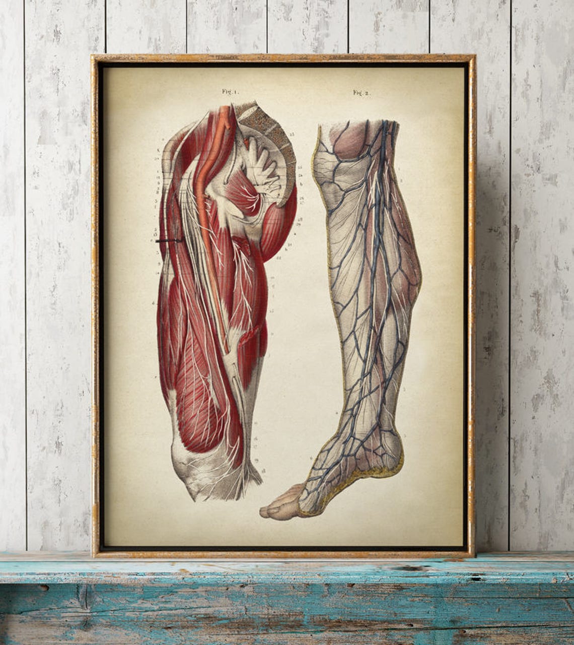 ANATOMY PRINT SET of Four Anatomy Charts Anatomy Poster | Etsy