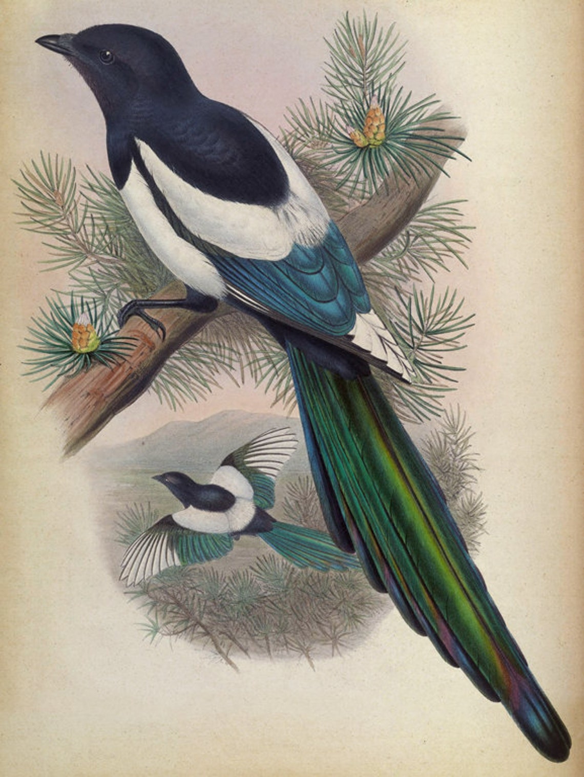 TROPICAL BIRD Print SET of 3 Exotic Bird Poster Blue Bird - Etsy