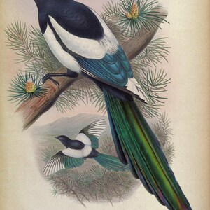 TROPICAL BIRD Print SET of 3, Exotic Bird Poster, Blue Bird ...