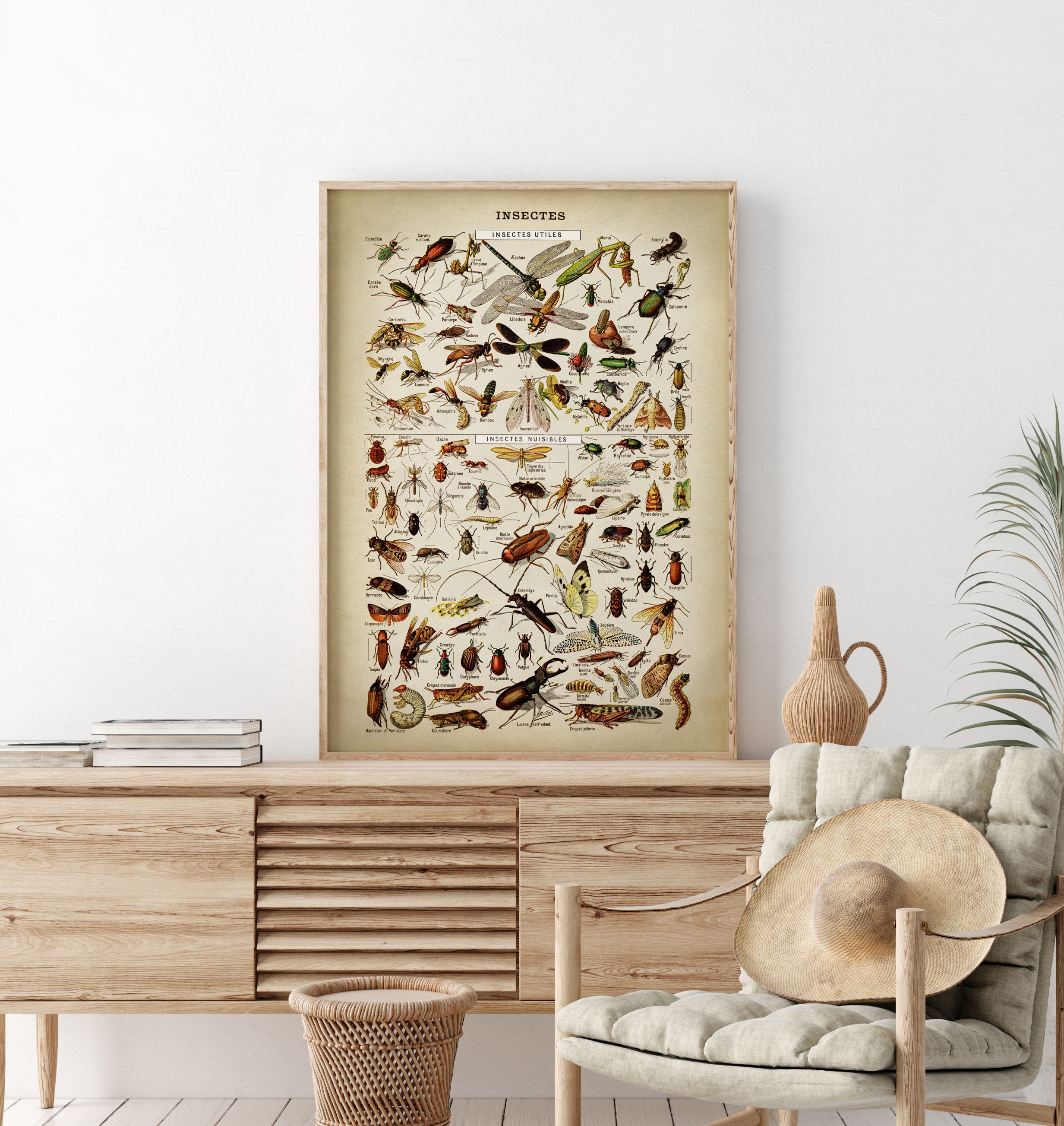 INSECT Poster Insects Chart Print INSECTES Flies Beetles - Etsy