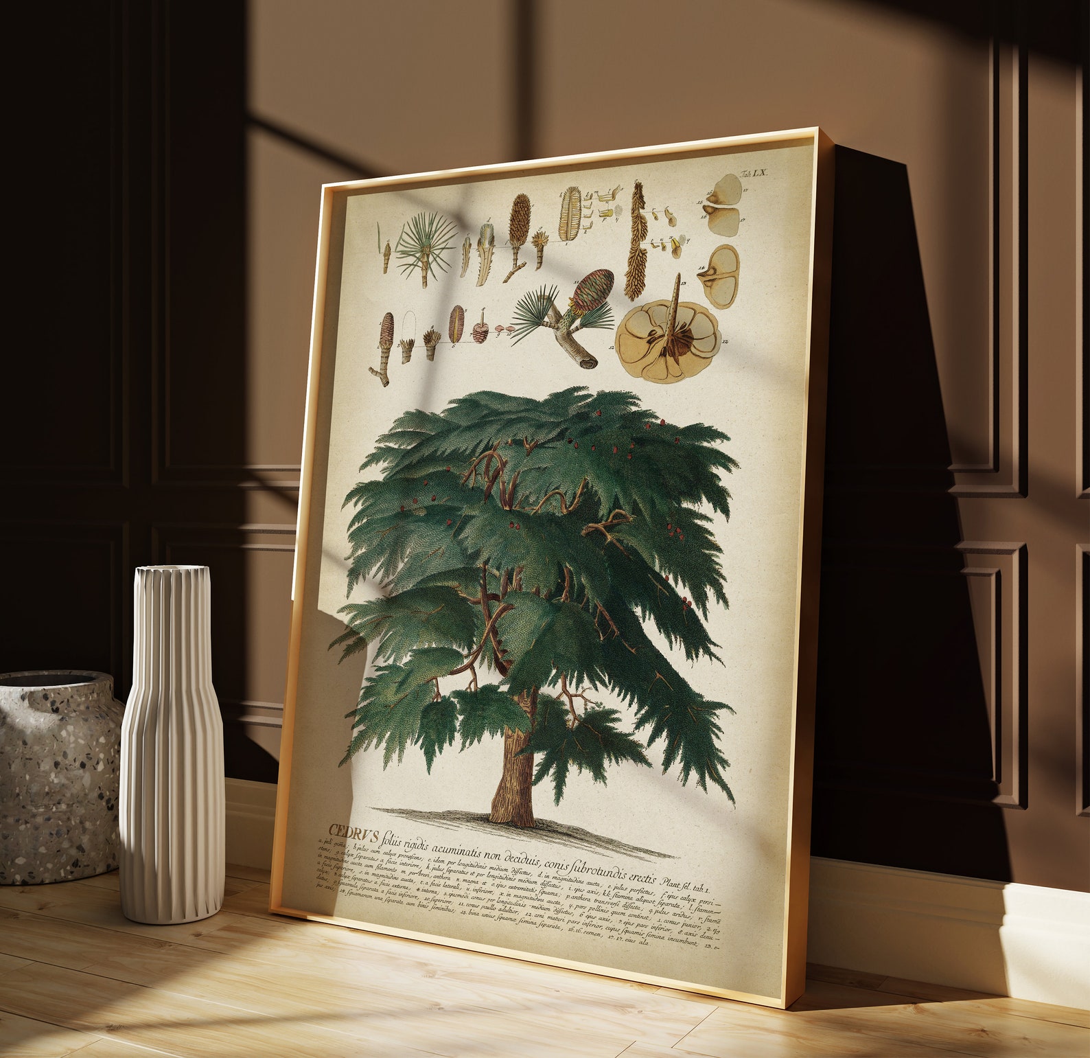 Botanical Print Green Tree Poster Cedar Chart Study Poster - Etsy