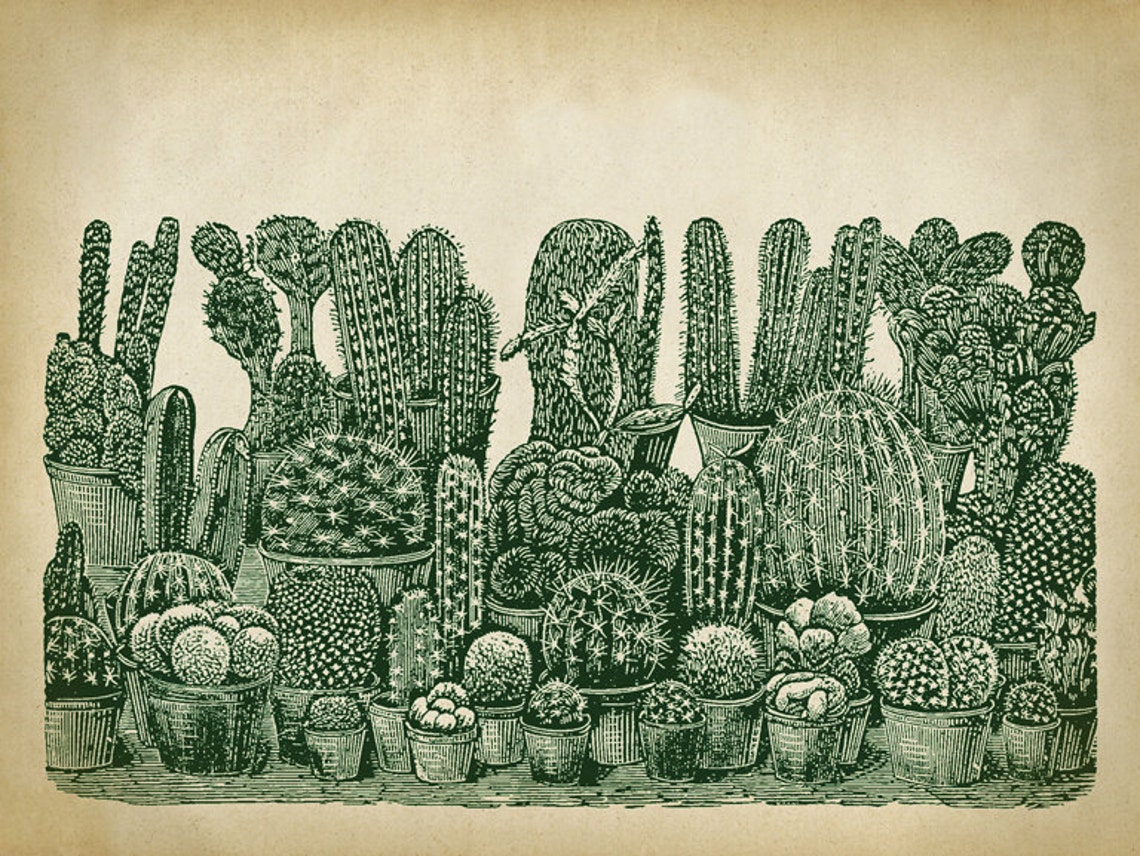 Cactus Study Giclée Print: Botanical Art Poster - Etsy