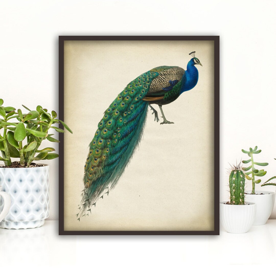 Peacock Print, Print, Peacock Poster, Peacockwall Art, Multicolored ...