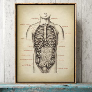 Anatomy Poster SET of 2, Anatomical Print, Human Body Chart, Anatomy ...