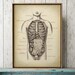 Anatomy Poster SET of 2 Anatomical Print Human Body Chart - Etsy