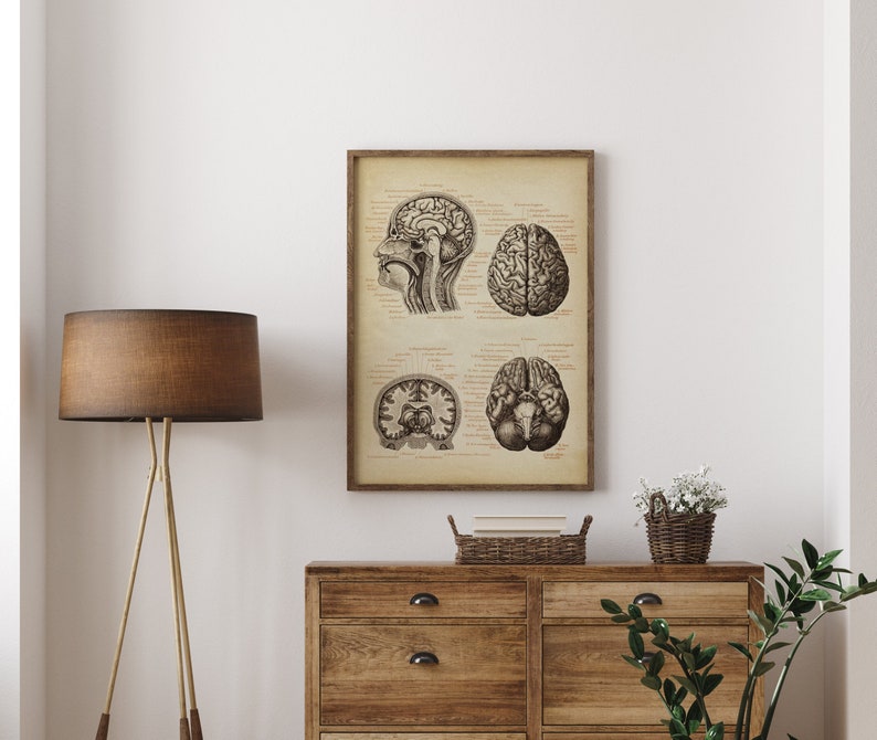 Brain Anatomy POSTER Brain Chart Scientific Illustration - Etsy