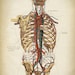 ANATOMY PRINT, Rib Print, Anatomical Drawing, Anatomy Poster ...