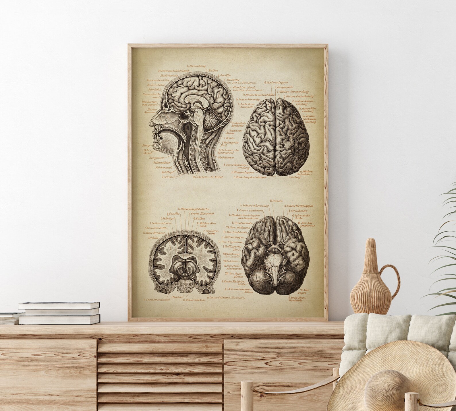 Brain Anatomy POSTER Brain Chart Scientific Illustration - Etsy