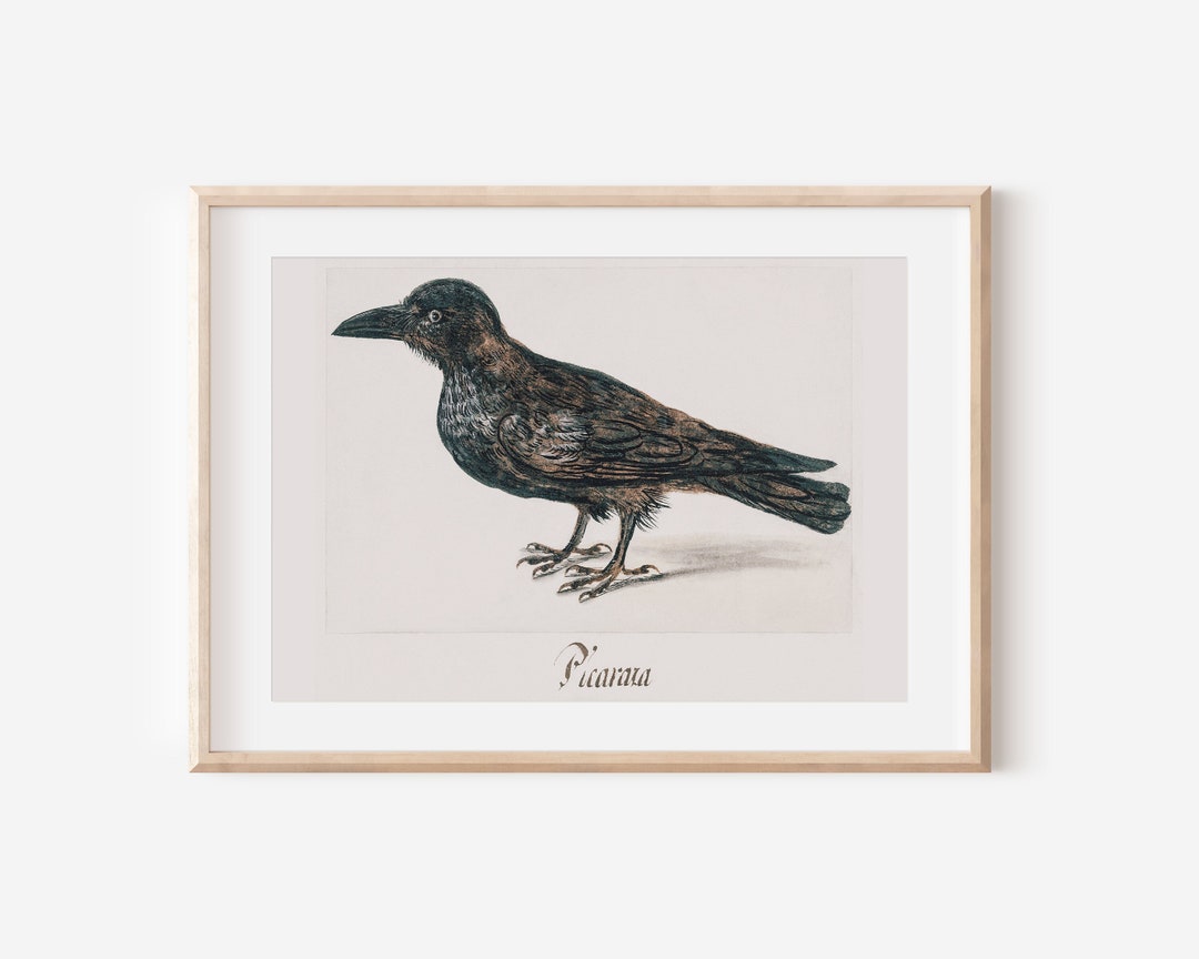 Vintage Crow Art Print, Black Bird Poster, Dark Academia Decor ...