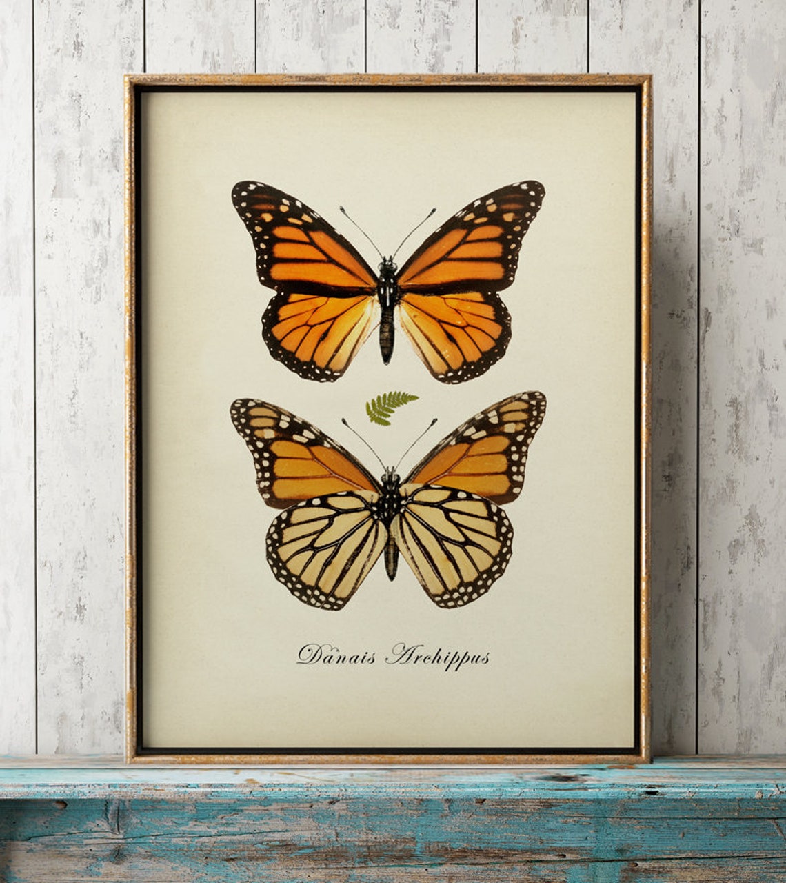 Butterfly Print Butterfly Poster Insects Print Orange - Etsy