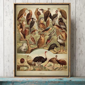 Bird Poster SET of 2 Amazing Birds Breeds Print Bird Print | Etsy