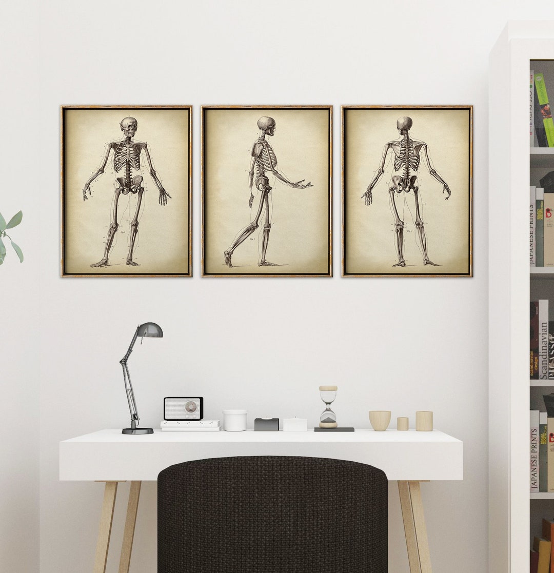Anatomy Print SET of 3, Anatomical Skeleton Poster, Anatomy Chart ...
