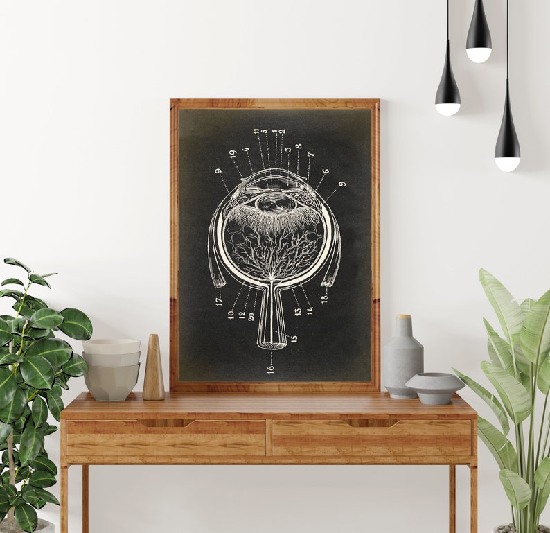 Eye Anatomy Poster Eyeball Chart Scientific Illustration - Etsy