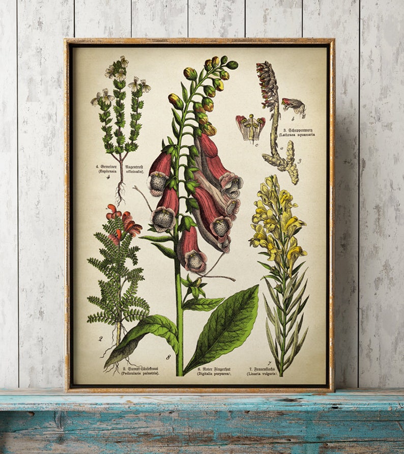 Botanical Print SET of 12 Art Prints Medicinal Plants - Etsy