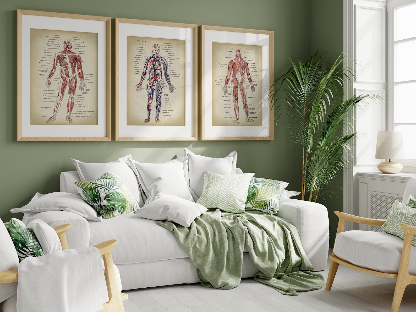 Anatomy Print SET of 3 Anatomical Poster Muscles and - Etsy