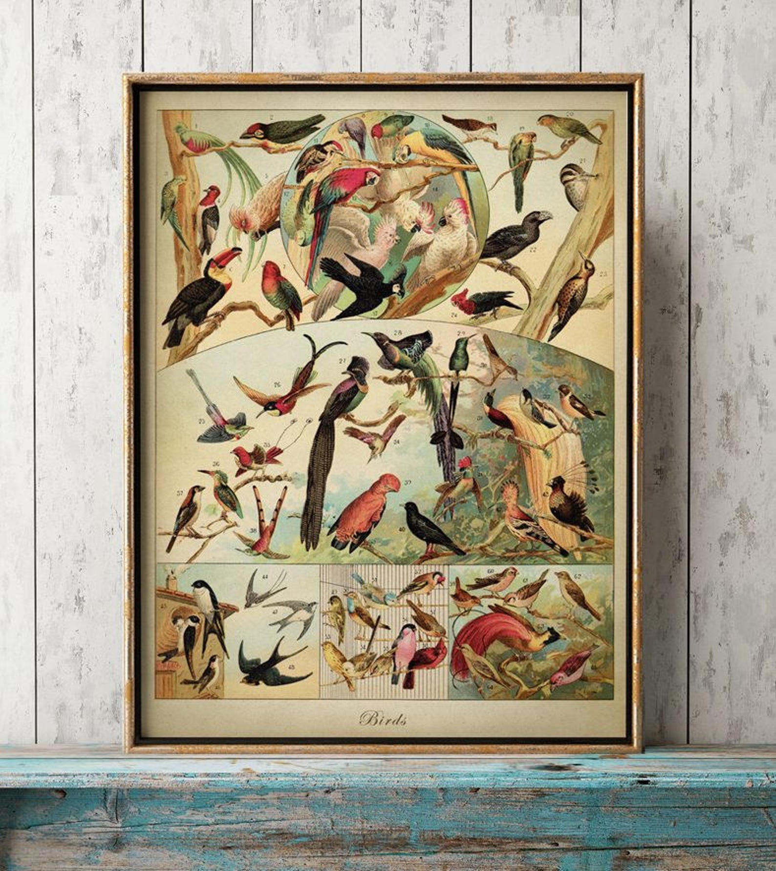 Bird Poster SET of 2 Amazing Birds Breeds Print Bird Print | Etsy