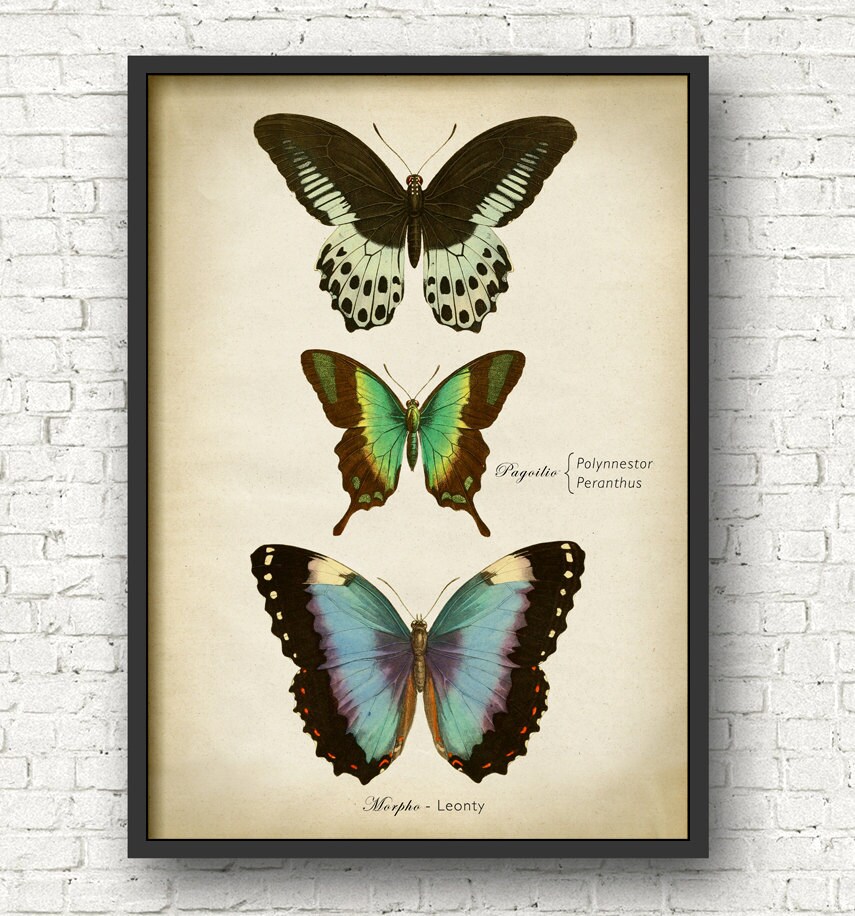 Butterfly Print Butterfly Poster Butterflies Wall Decor | Etsy
