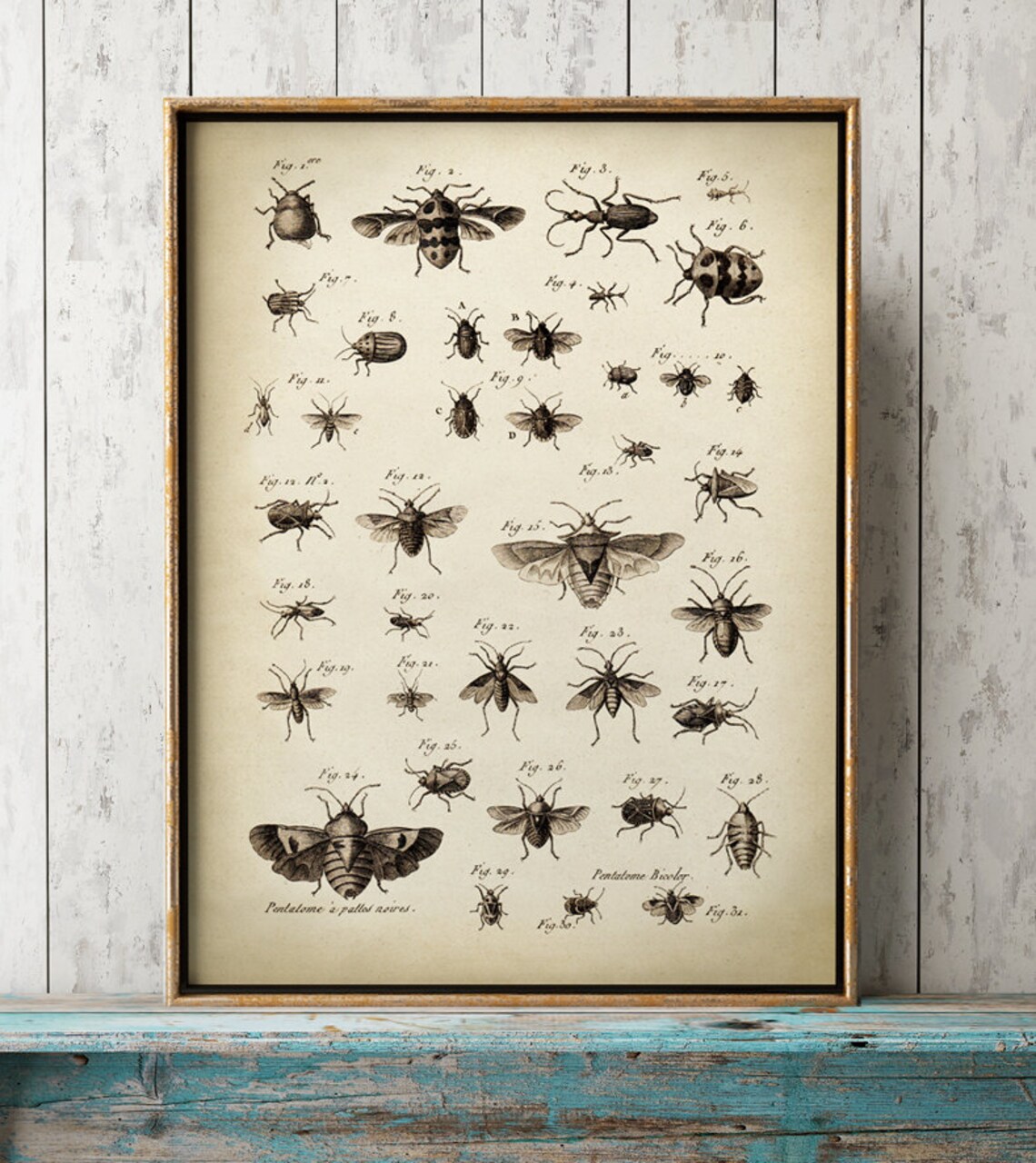 INSECT Poster Fly Print Flying Insects Drawing Antique - Etsy