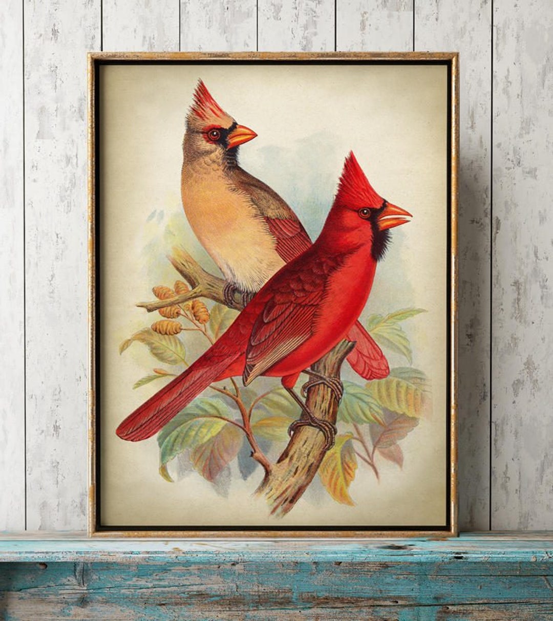 BIRD PRINT, Amazing Virginian Cardinal Birds Poster, Songbirds Picture ...