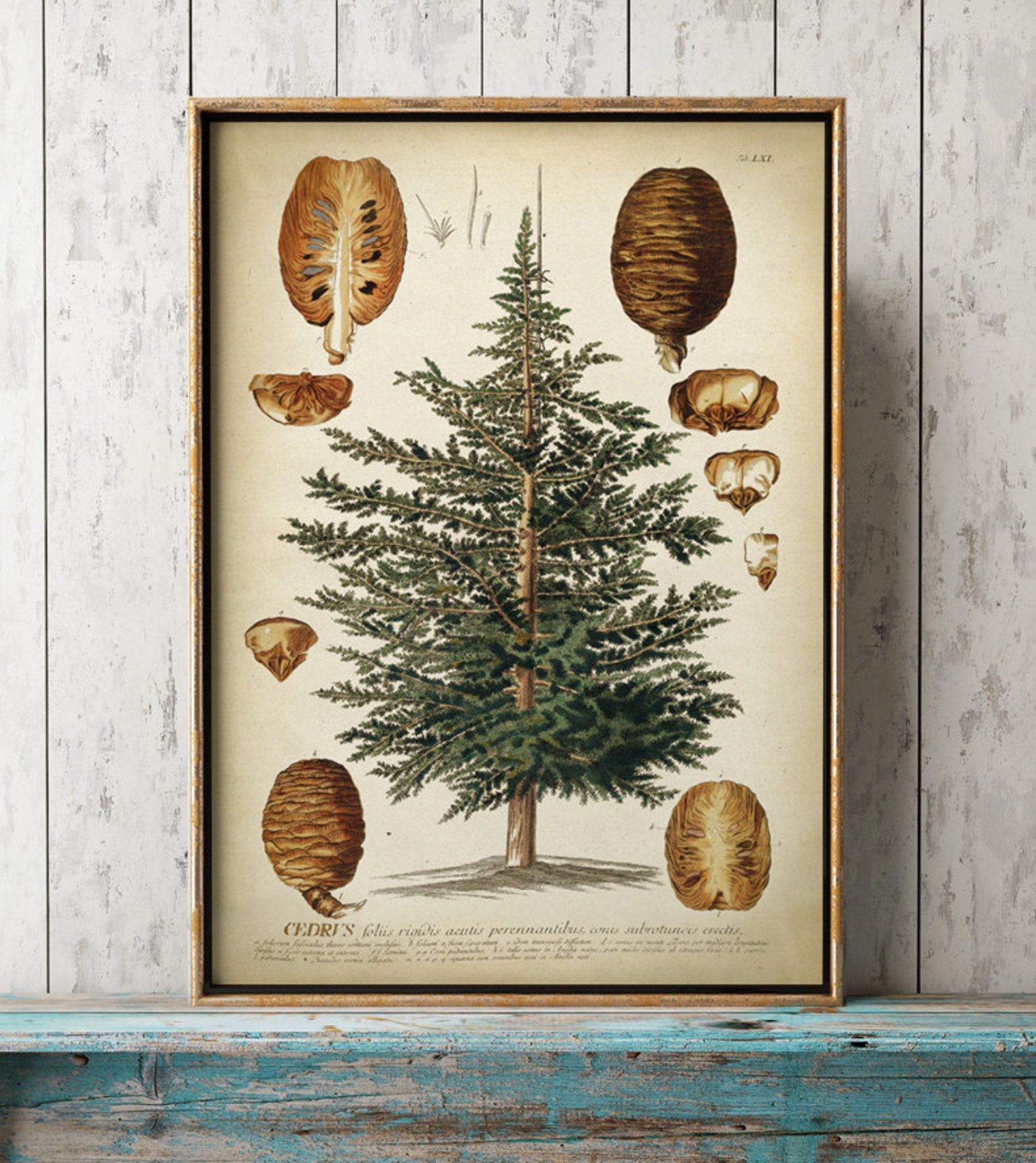 Cedar Tree Botanical Print SET of 2 Cedar Print Old Trees | Etsy