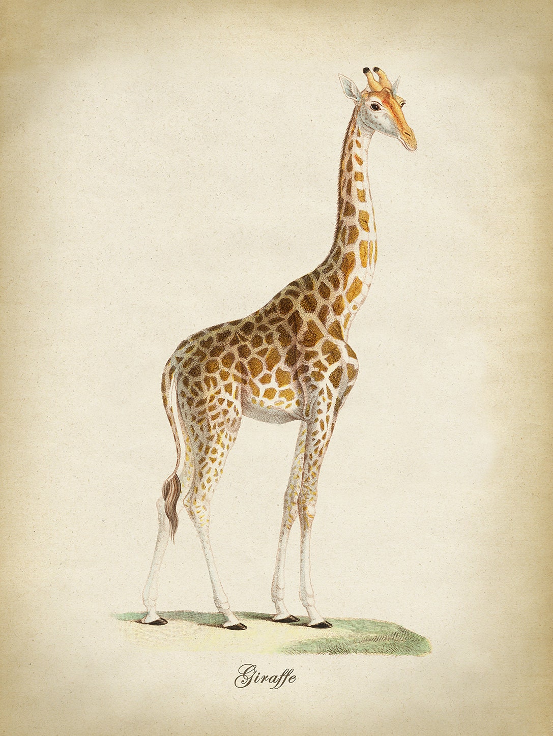 Giraffe Art Print Elegant Animal Poster Vintage Style | Etsy