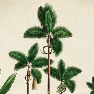 Palm Print, Palm Tree Poster, Palm Tree Study Chart, Palm Art ...