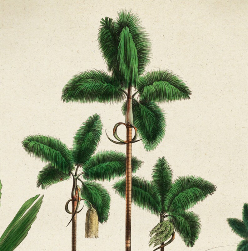 Palm Print, Palm Tree Poster, Palm Tree Study Chart, Palm Art ...