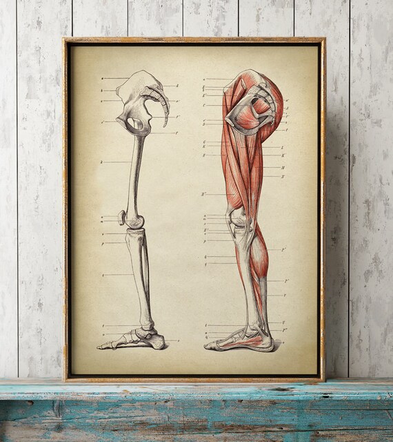 Leg Bones Anatomy